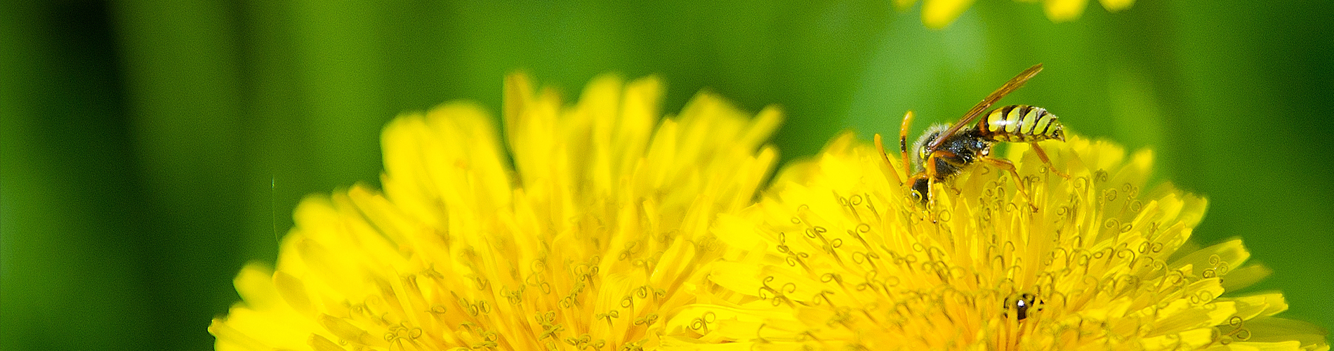 Wasp Control - Wasp Pest Control